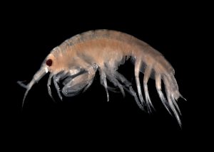 Amphipod | Terminix