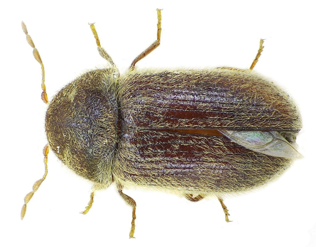 Drugstore Beetle Terminix Drugstore Beetle Terminix