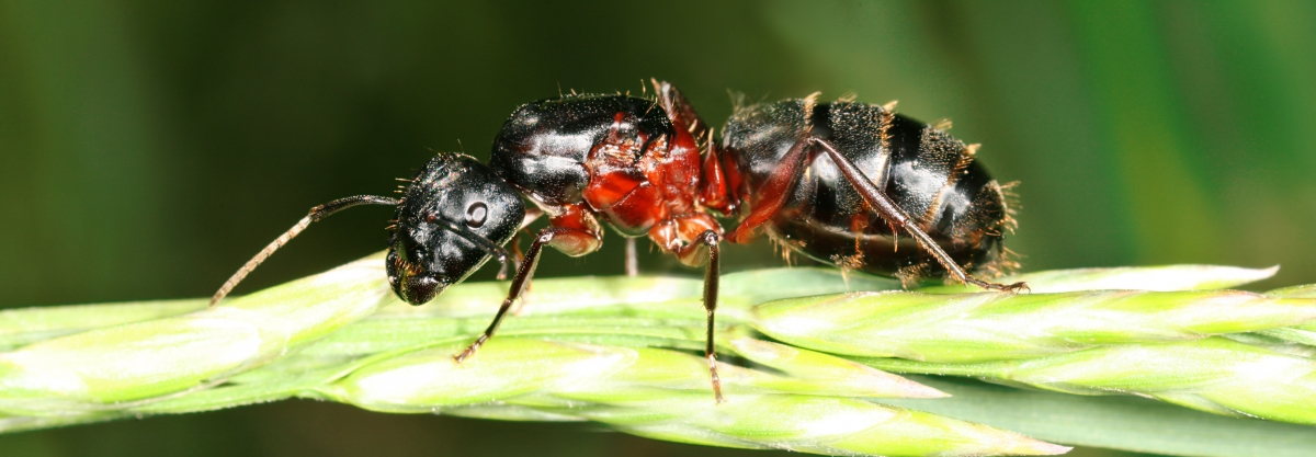 Field Ant | Terminix