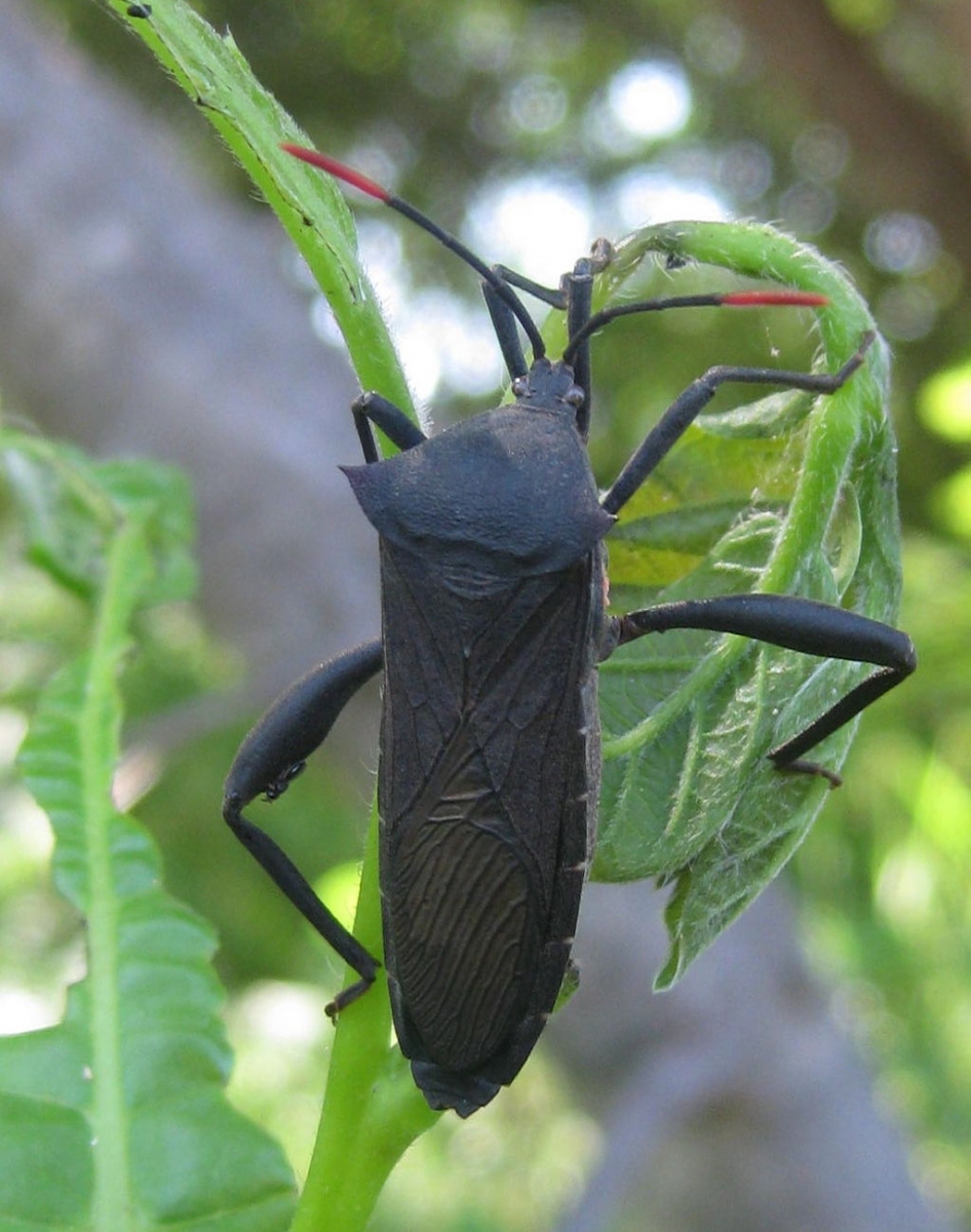 Leaf footed Bug Terminix leaf-footed-bug-terminix
