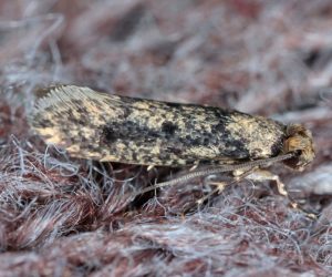 Fabric Pest Control for Homes | Terminix Residential Services