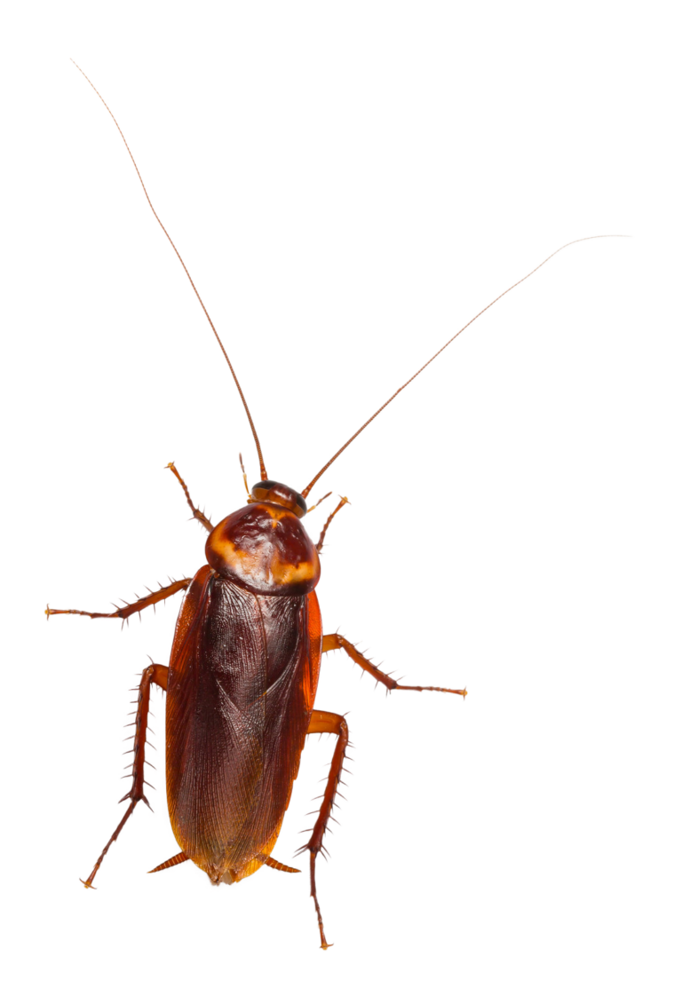 Getting Rid of Cockroaches in North Carolina and Virginia