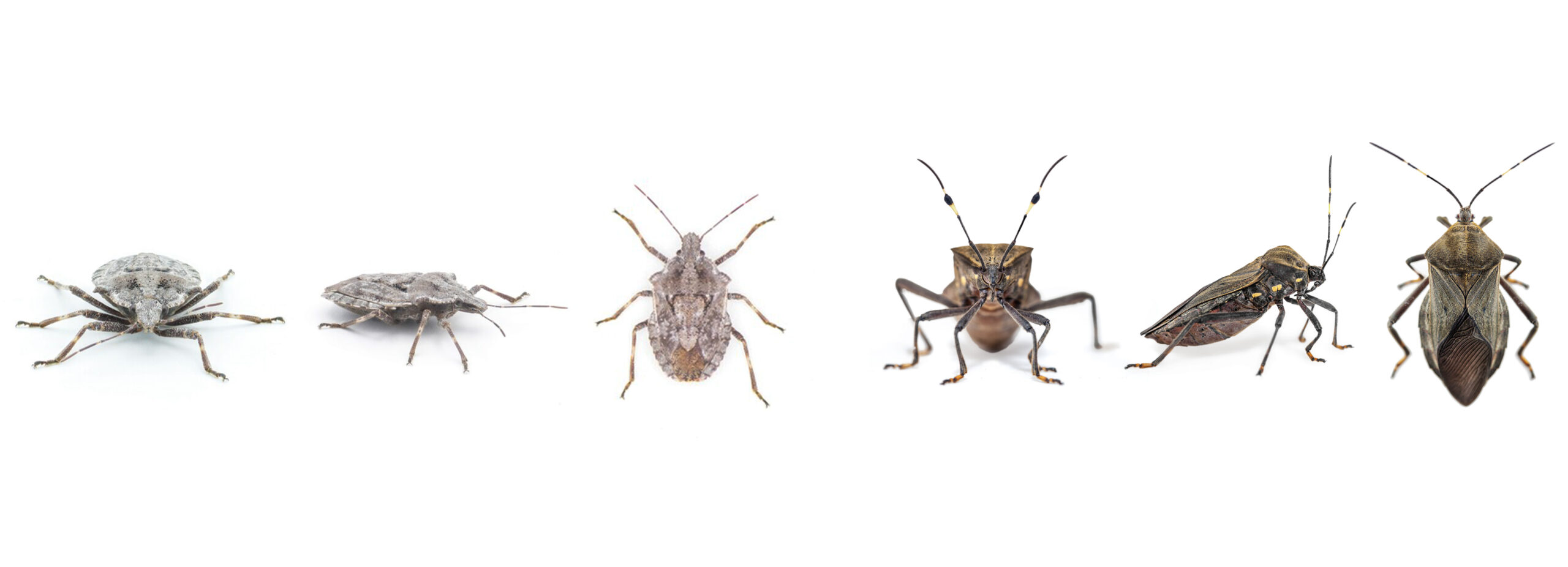Stink Bugs Vs Kissing Bugs How To Spot The Difference