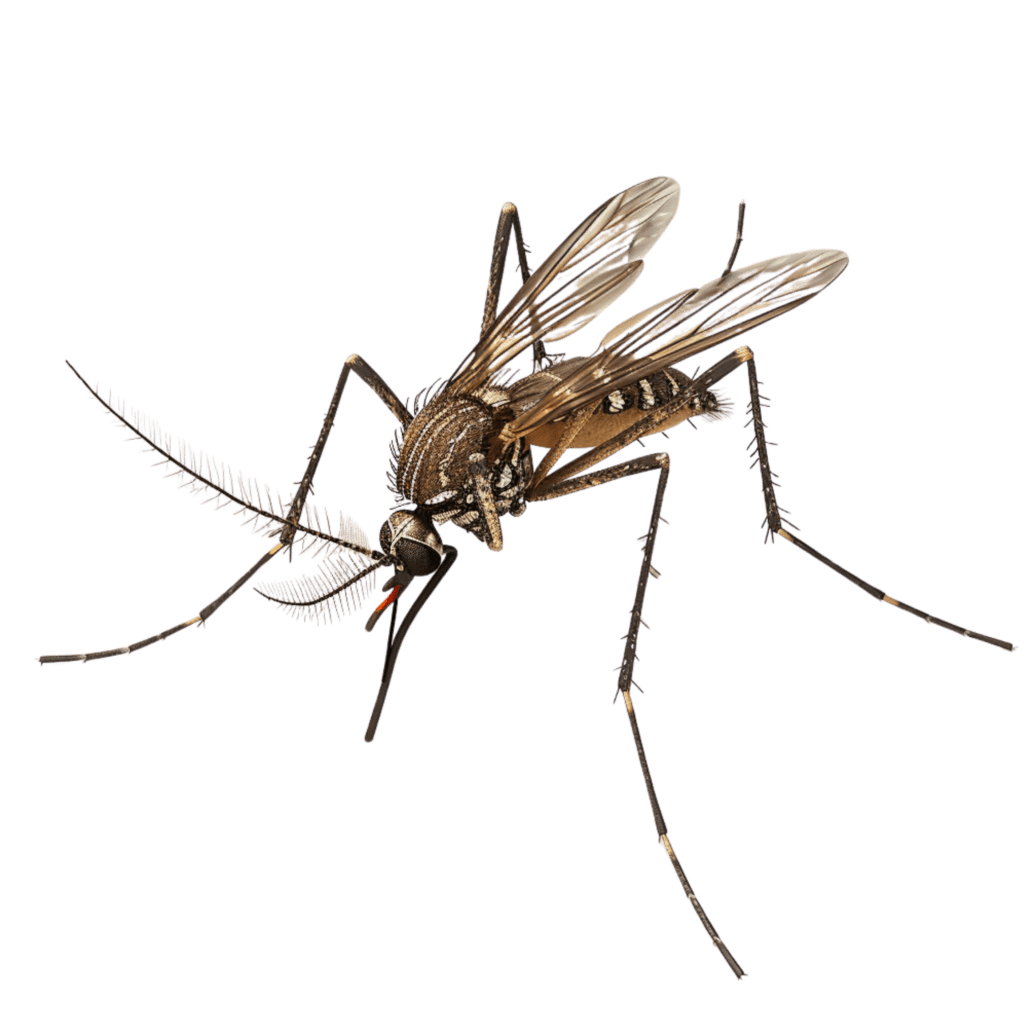 Mosquito Control in Outer Banks | Effective Mosquito Treatment