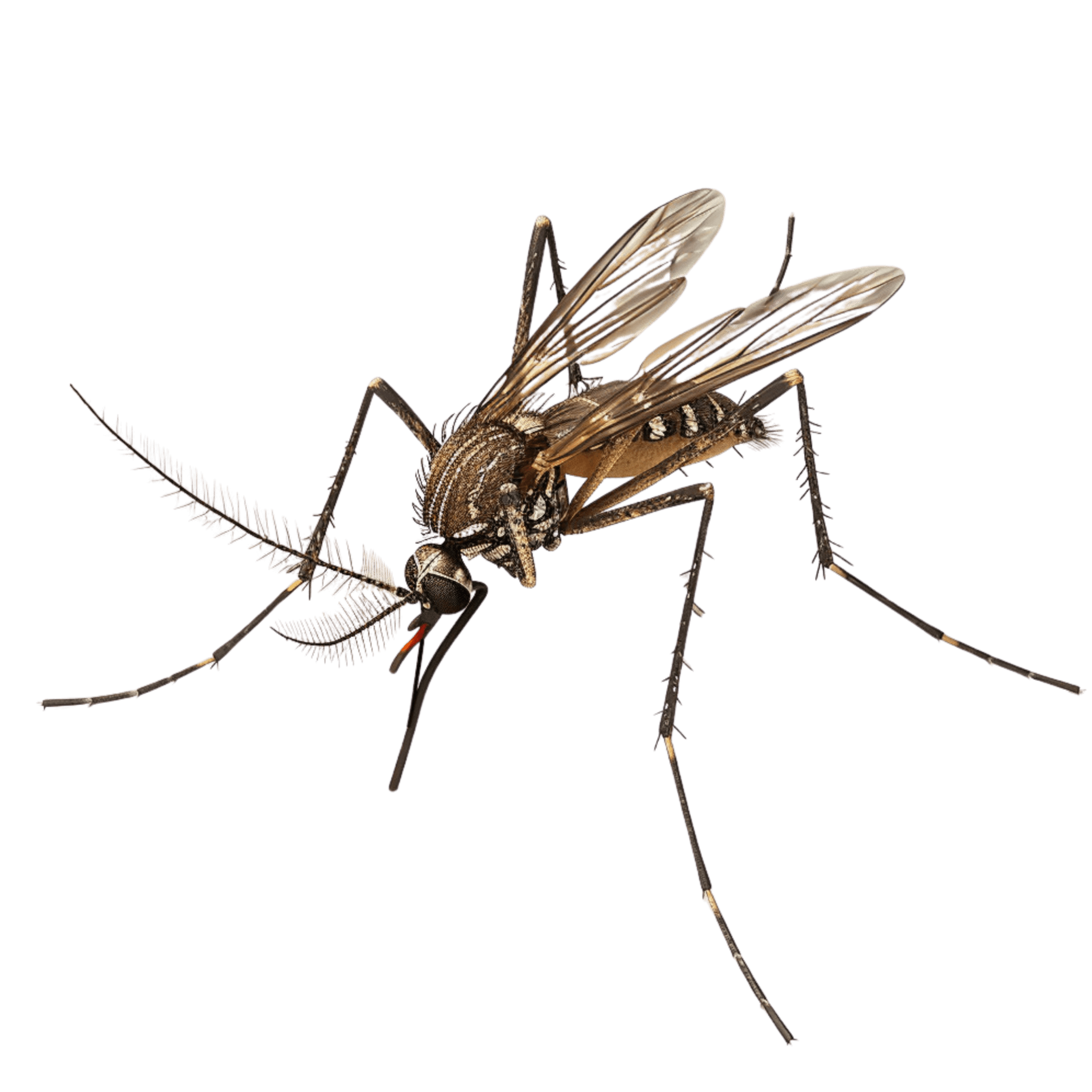 Mosquito Control in Raleigh | Fast & Effective Mosquito Treatment
