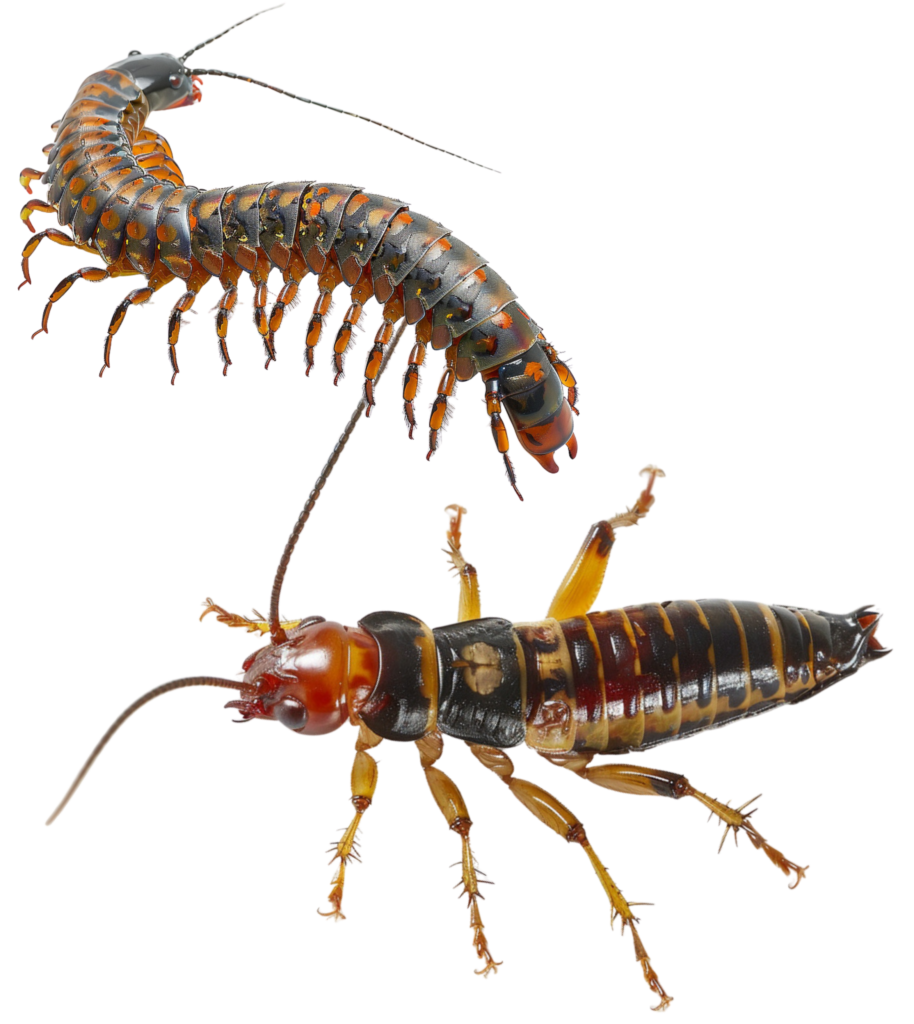 Occasional Invaders Control in Greenville | Terminix Pest Protection